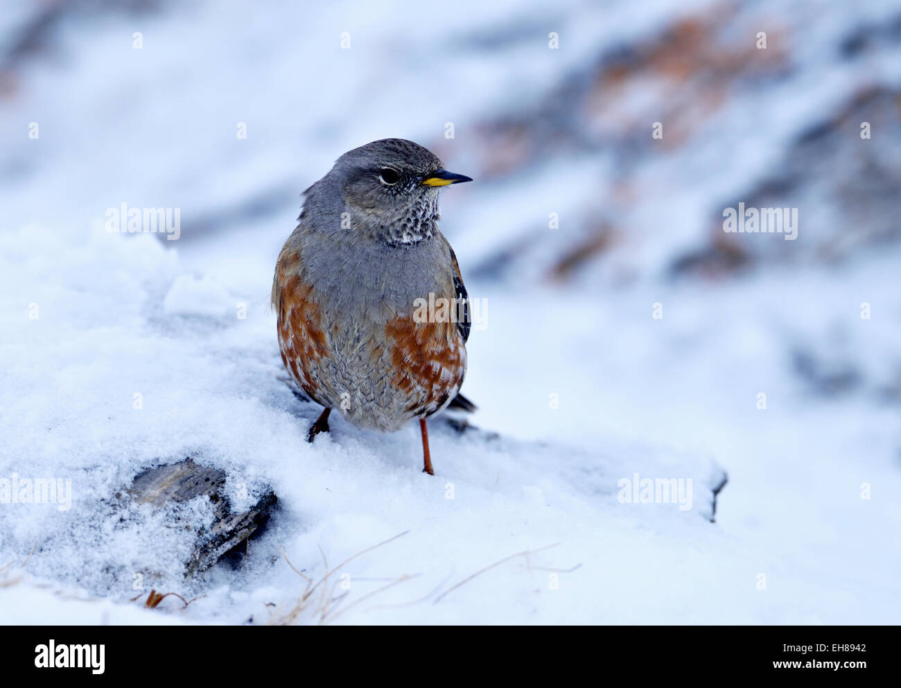 Alpine accentor hi-res stock photography and images - Alamy