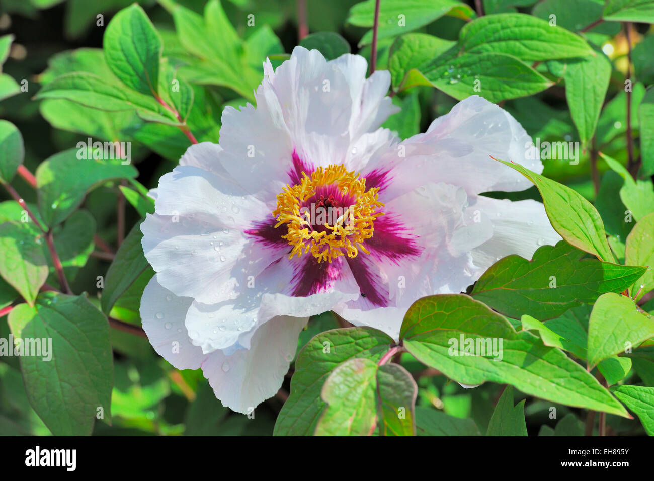 Peony (Paeonia) flower Stock Photo - Alamy