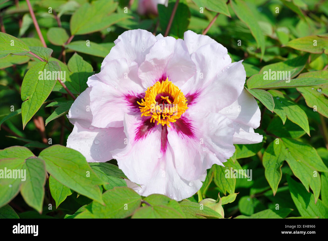 Peony (Paeonia) flower Stock Photo - Alamy