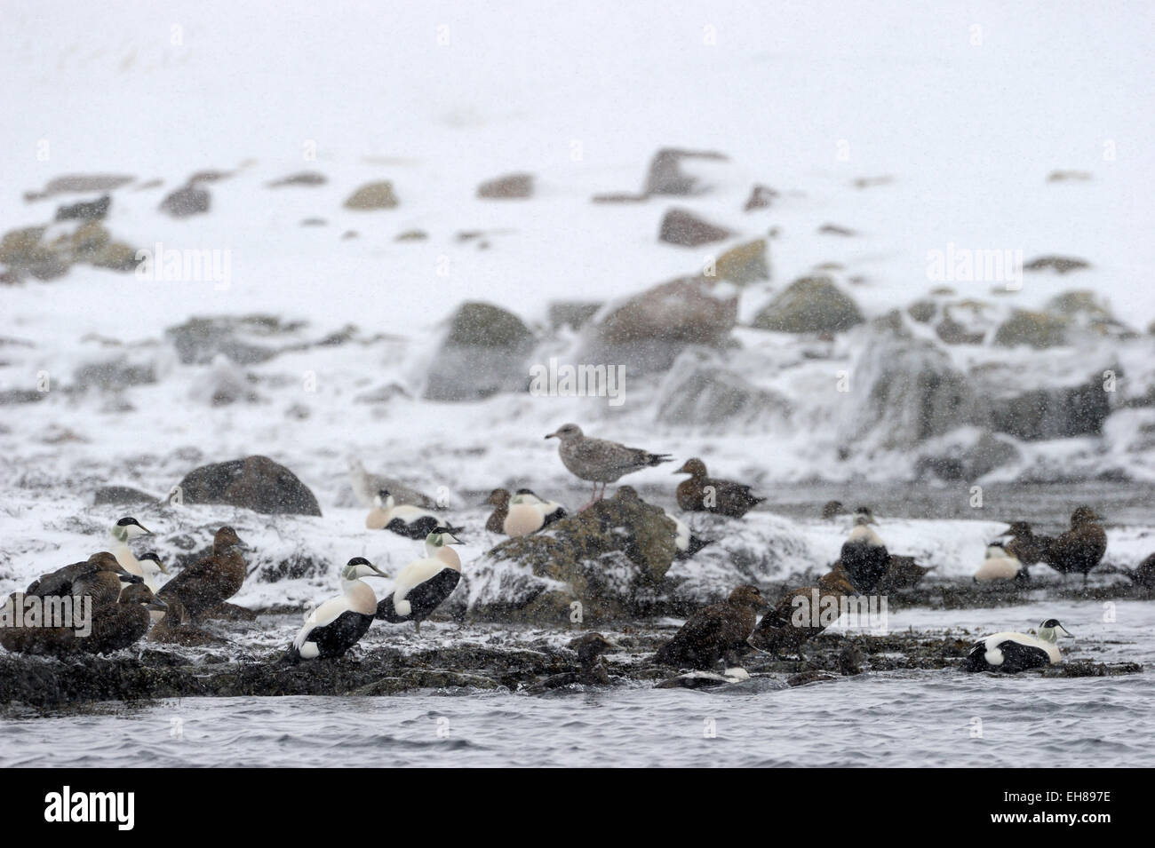 Group of Common Eider (Somateria mollissima) on rocks in bay in ...