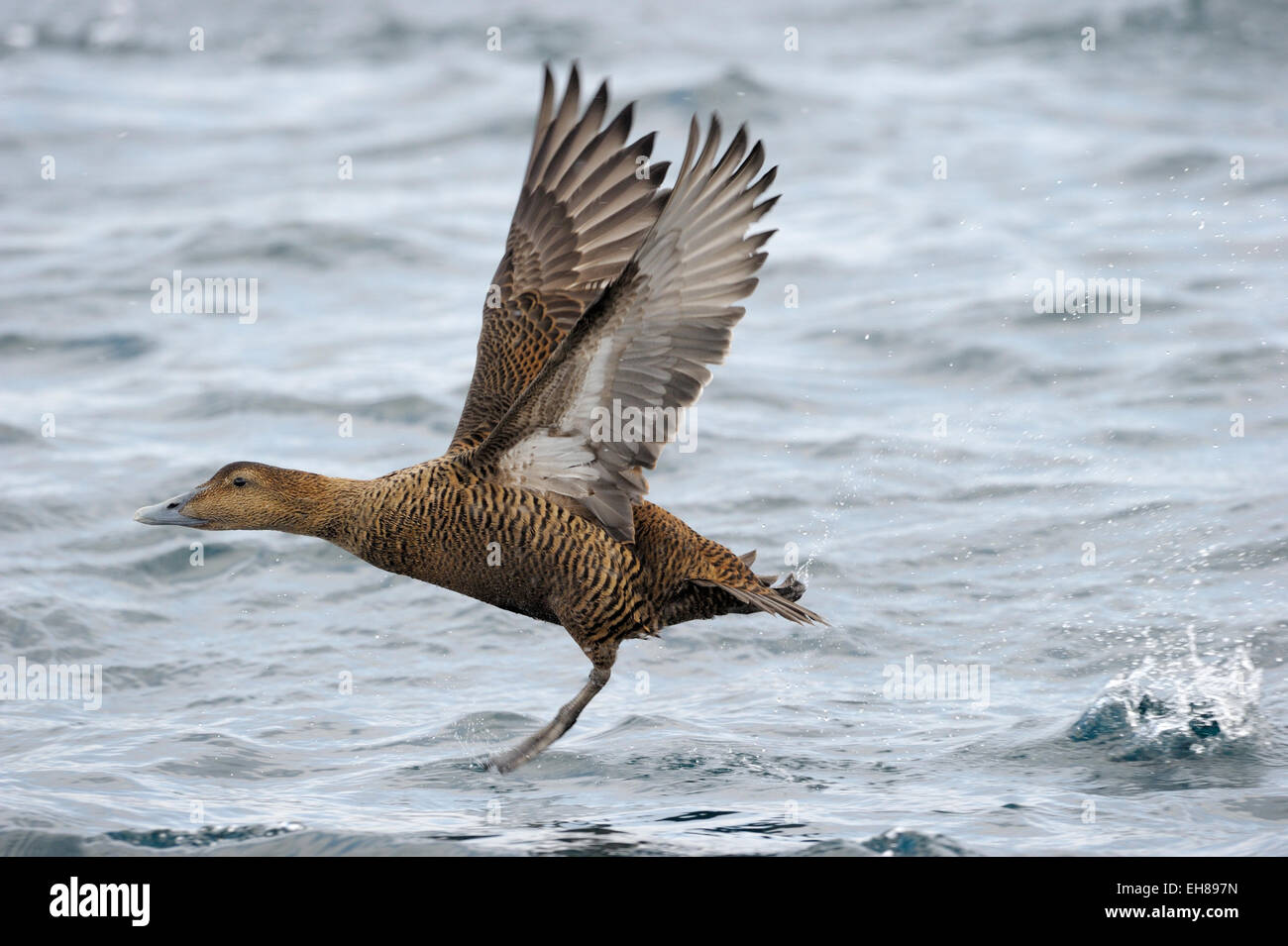 Female Common Eider (Somateria mollissima) taking off from water, Vadsö ...