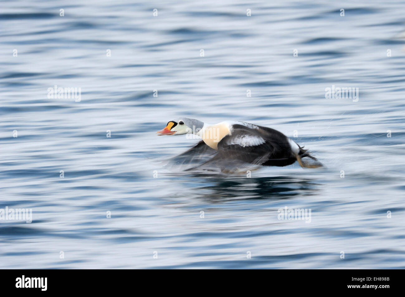 King eider duck hi-res stock photography and images - Alamy