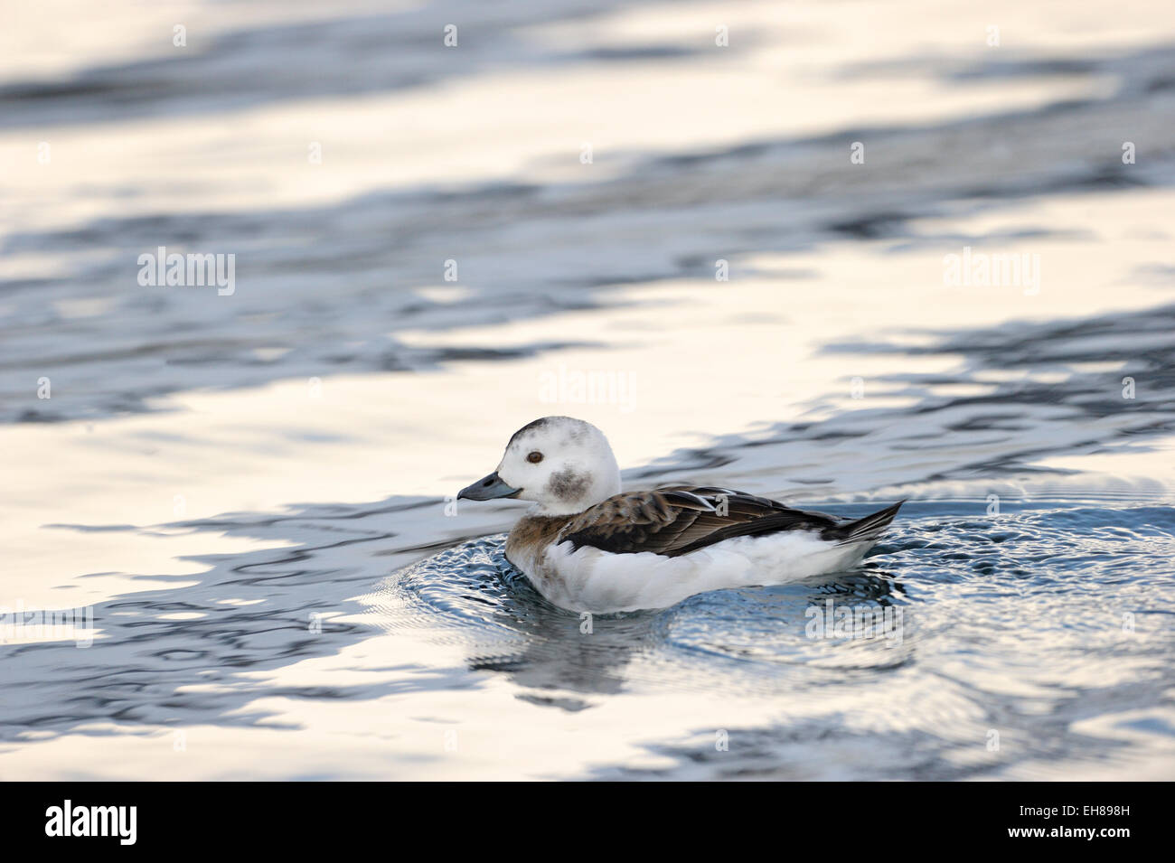 Colorfull waterfowl hi-res stock photography and images - Alamy