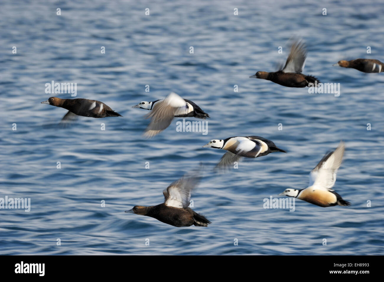 Stellers eider hi-res stock photography and images - Alamy