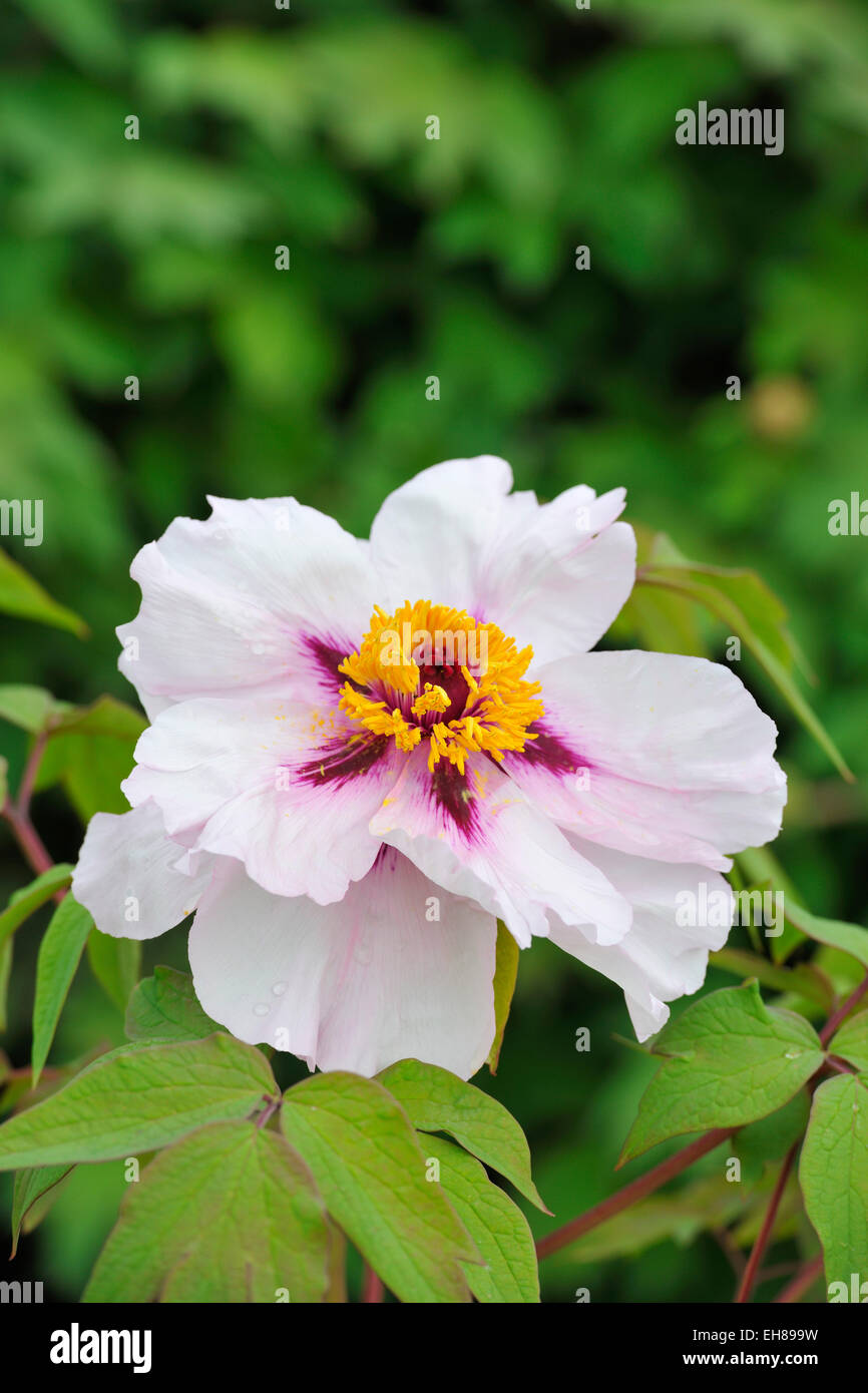 Peony (Paeonia) flower Stock Photo - Alamy