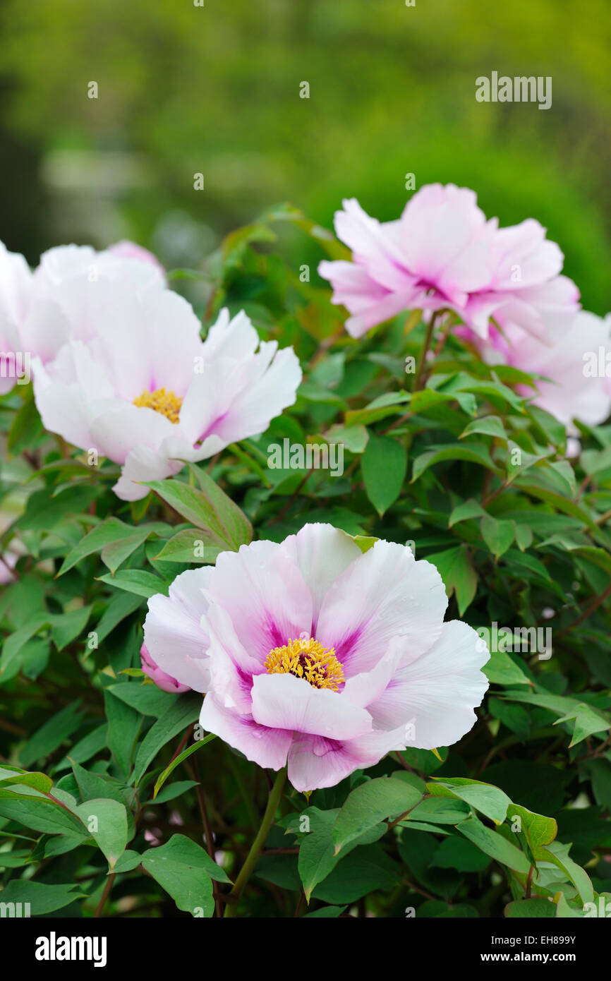 Peony (Paeonia) flower Stock Photo - Alamy
