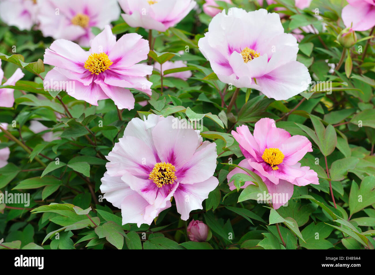 Peony (Paeonia) flower Stock Photo - Alamy