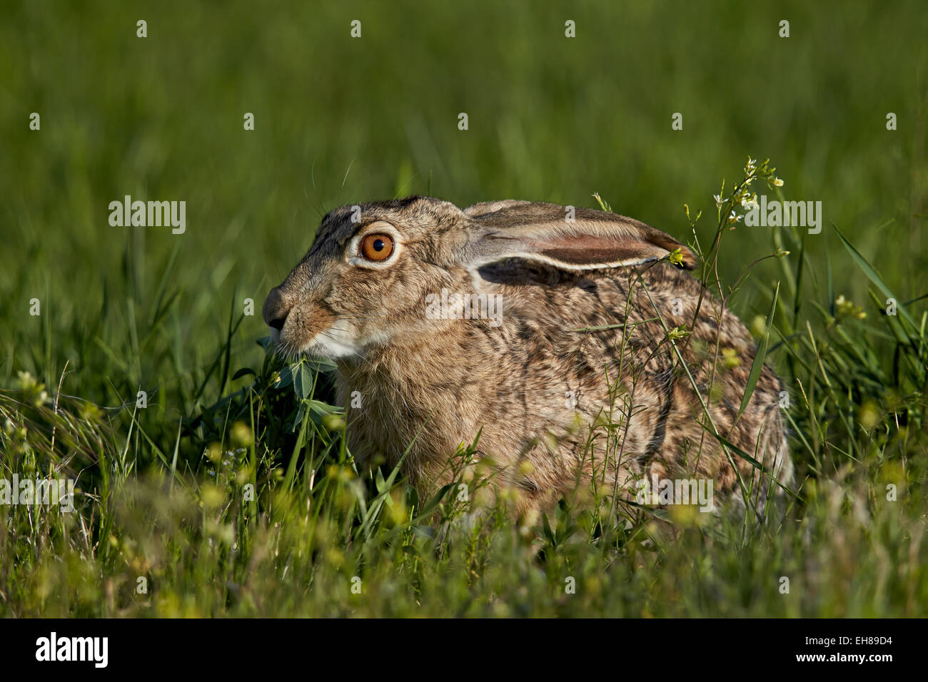 Black-tailed jackrabbit (Lepus californicus), Pawnee National Grassland ...