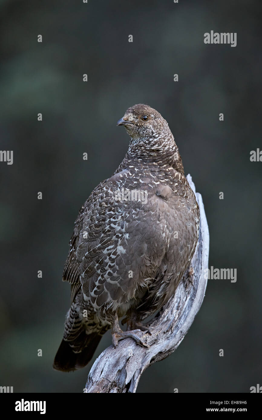 Dusky grouse (blue grouse) (Dendragapus obscurus) hen, Banff National ...