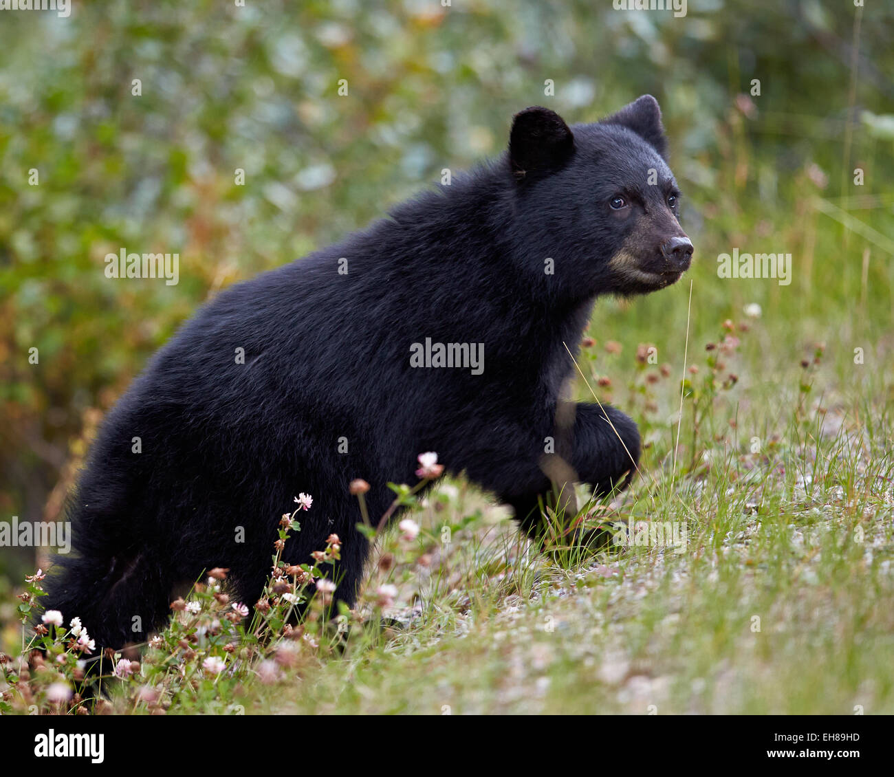 Black bear (Ursus americanus) cub of the year in the fall, Jasper ...