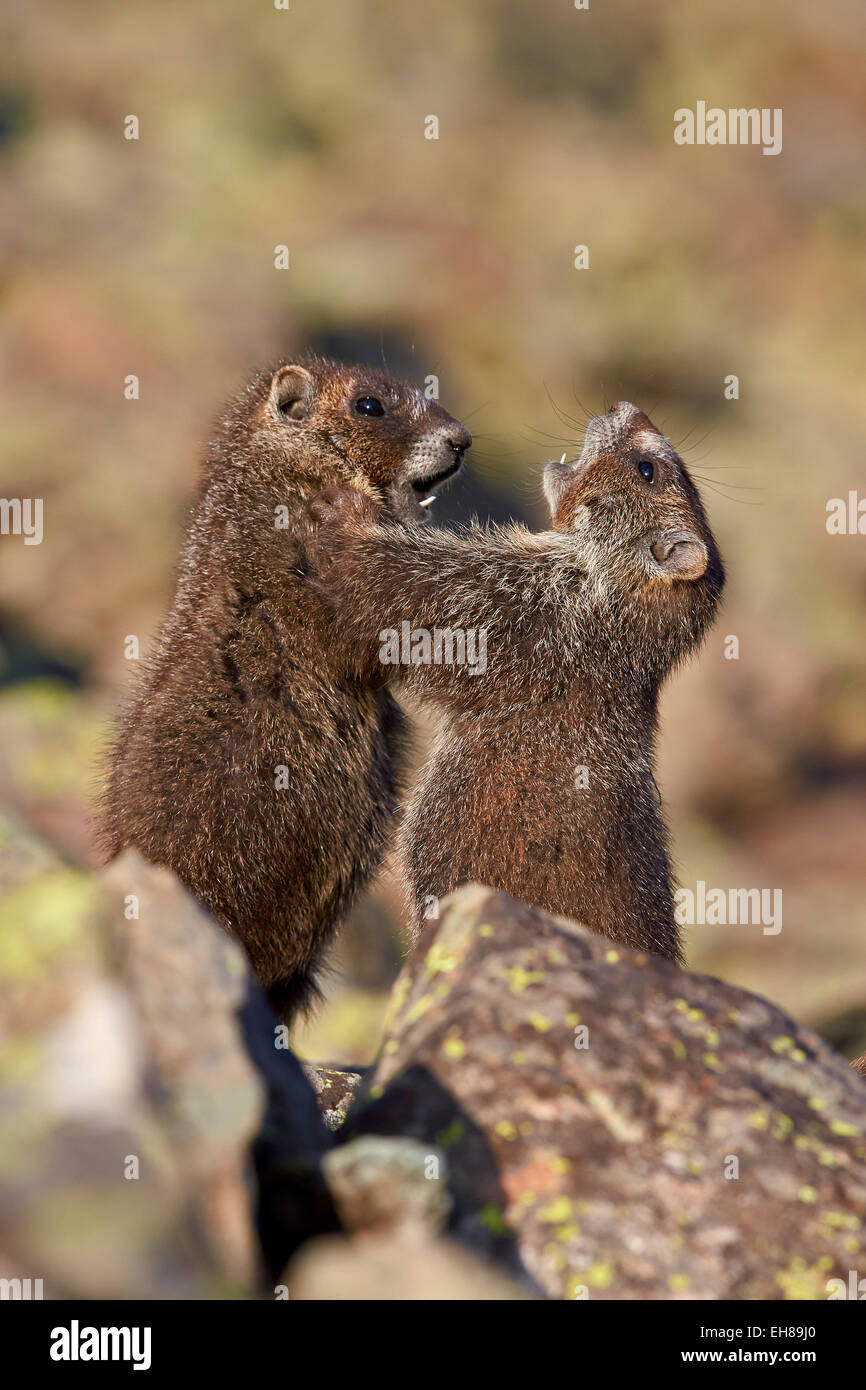 Yellow-Bellied Marmot or Yellowbelly Marmot (Marmota flaviventris) pups ...