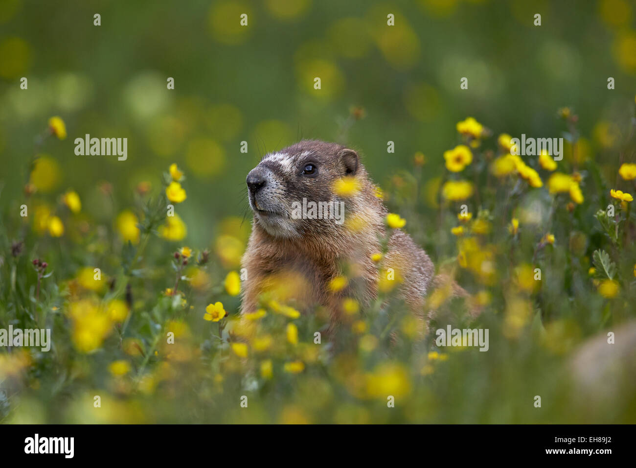 Yellow-bellied marmot (yellowbelly marmot) (Marmota flaviventris), San ...