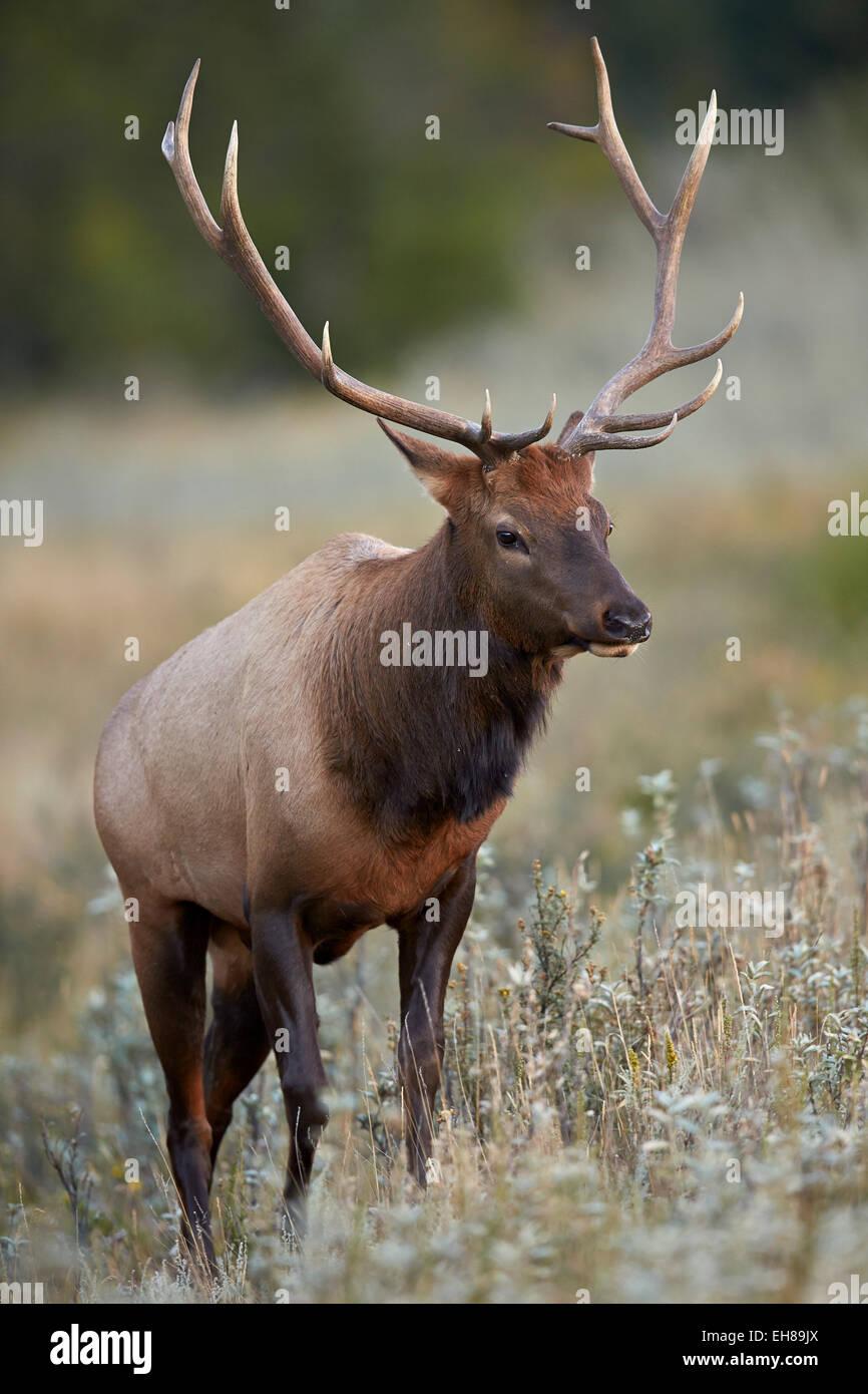 Bull elk (Cervus canadensis), Jasper National Park, Alberta, Canada ...