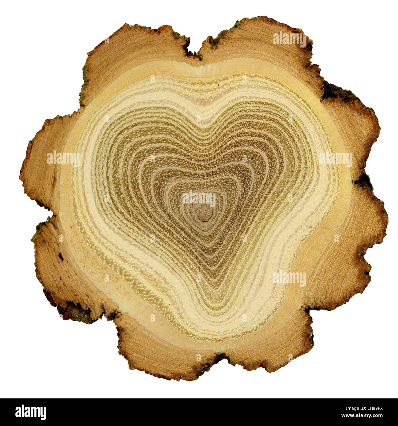Cross section of the heart hi-res stock photography and images - Alamy