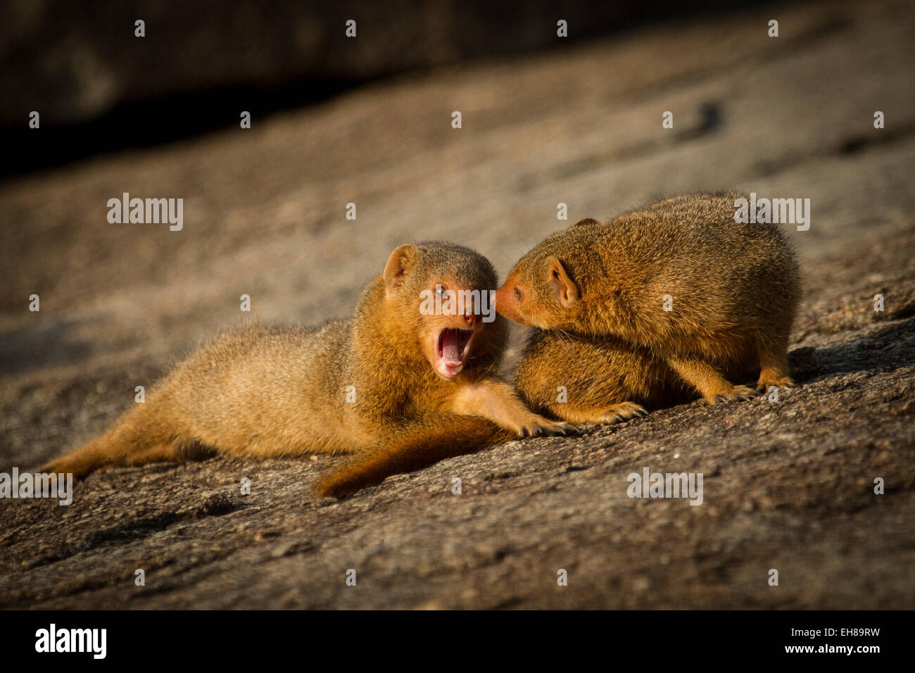 Common dwarf mongoose hi-res stock photography and images - Alamy