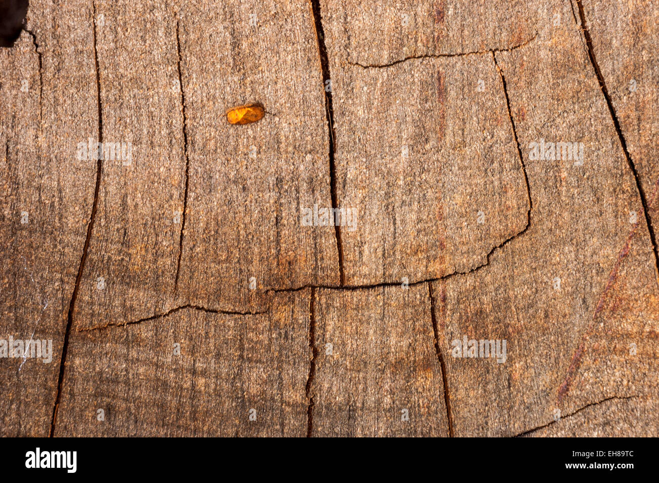 Wood grain of a cut tree log Stock Photo - Alamy