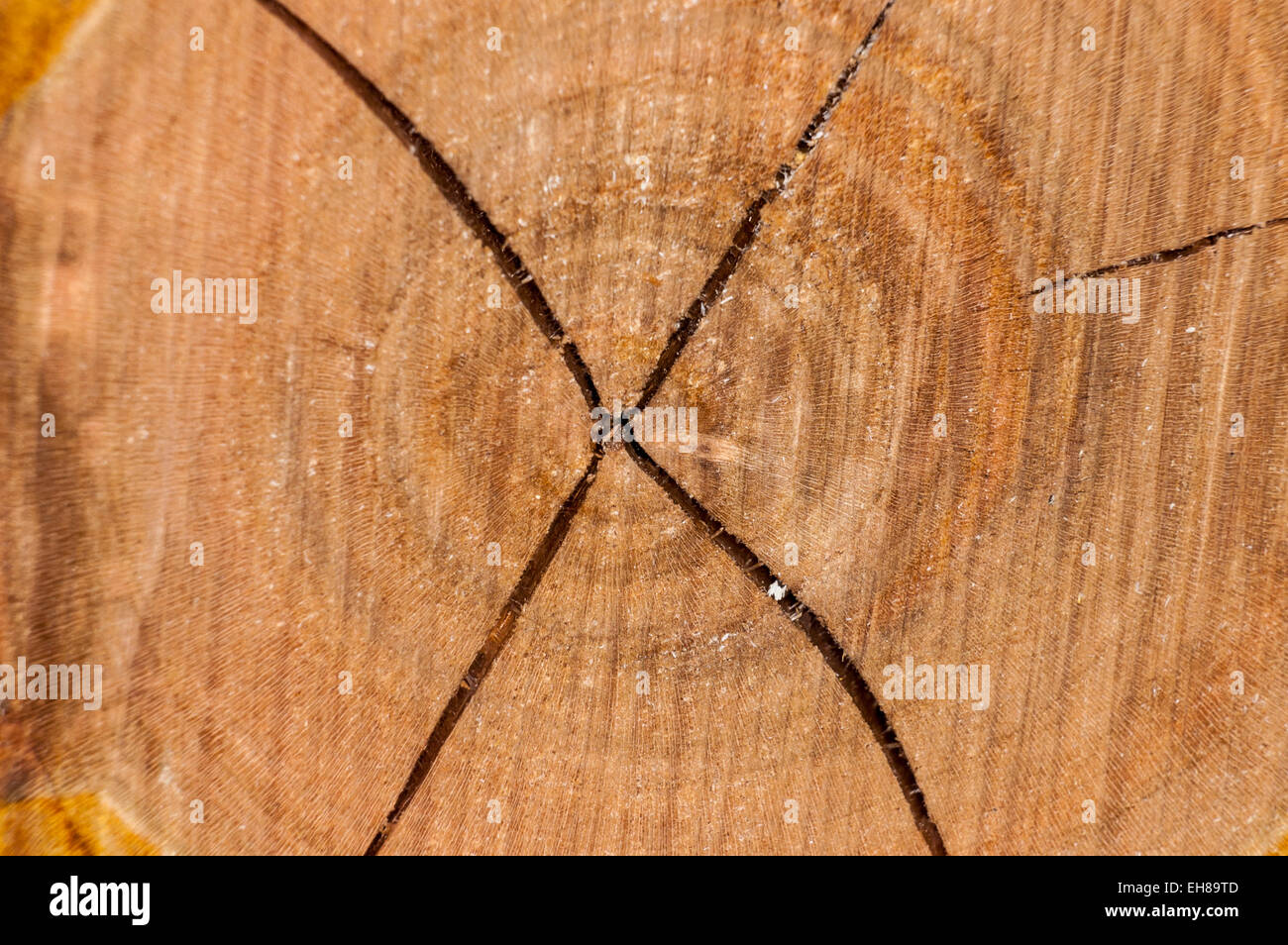 Wood grain of a cut tree log Stock Photo - Alamy