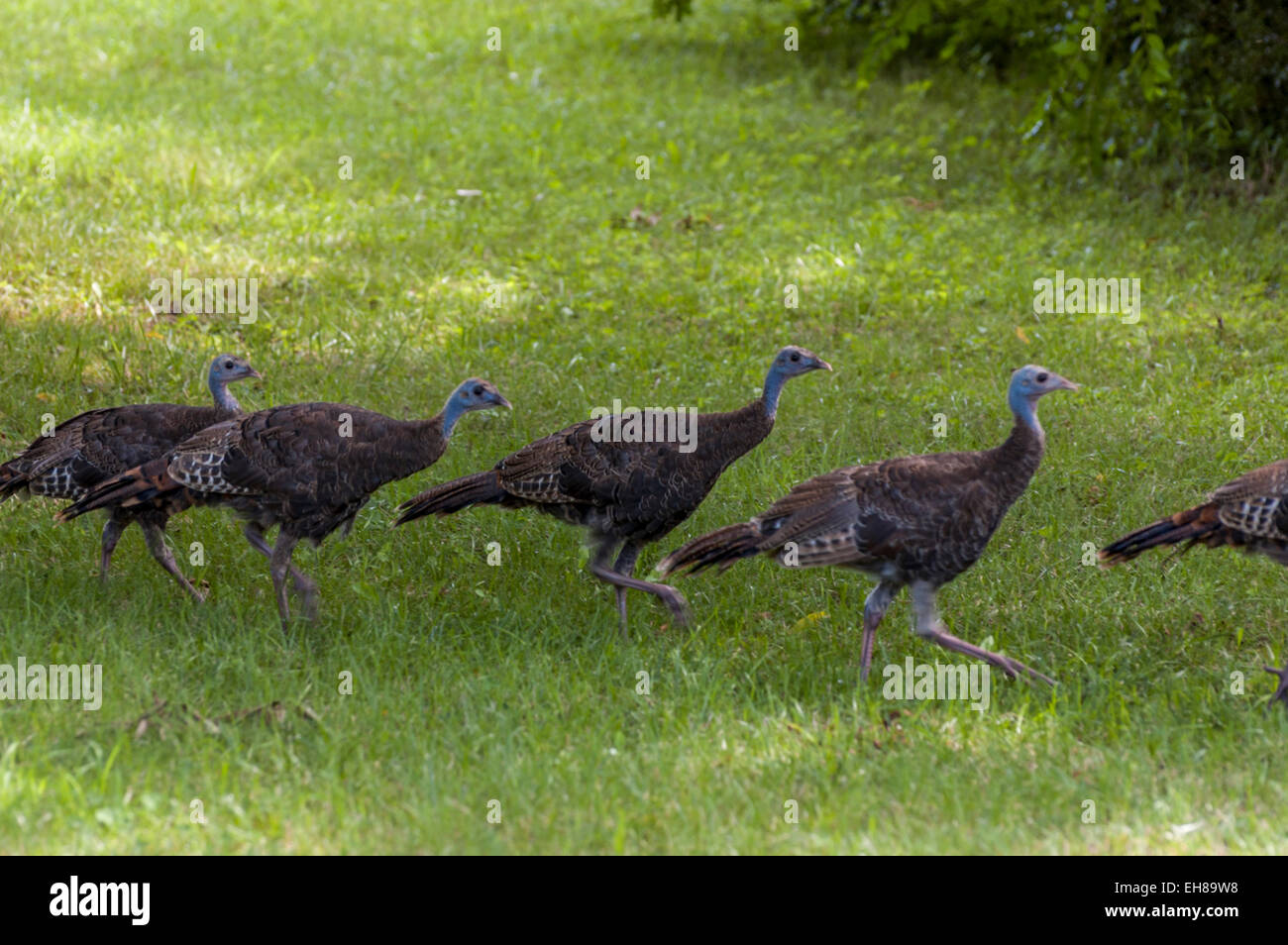 Eastern wild turkeys in Tennessee USA Stock Photo - Alamy