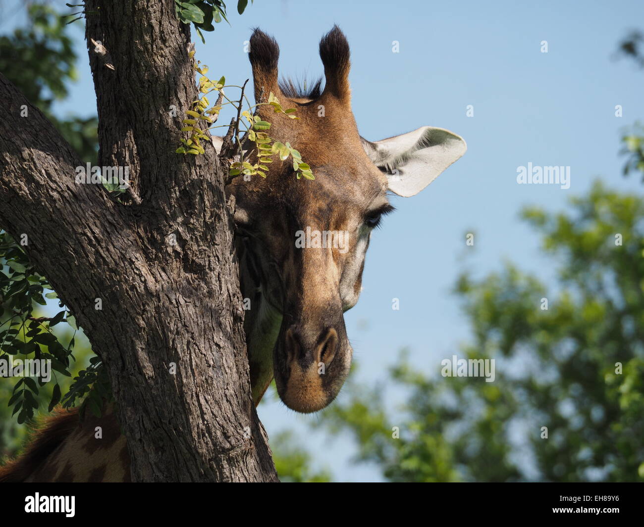 Giraffe behind tree hi-res stock photography and images - Alamy