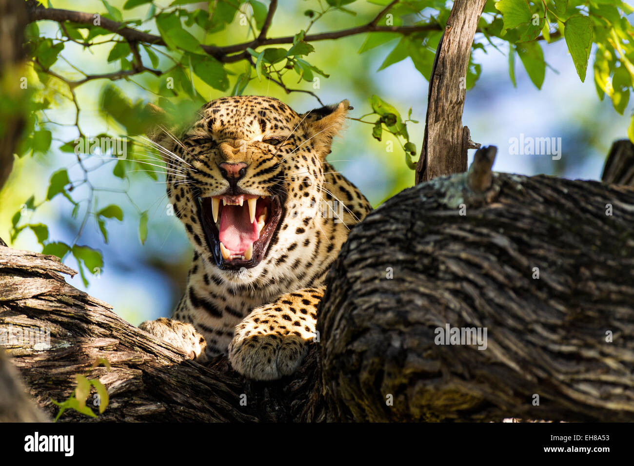 A leopard snarling at the camera Stock Photo - Alamy