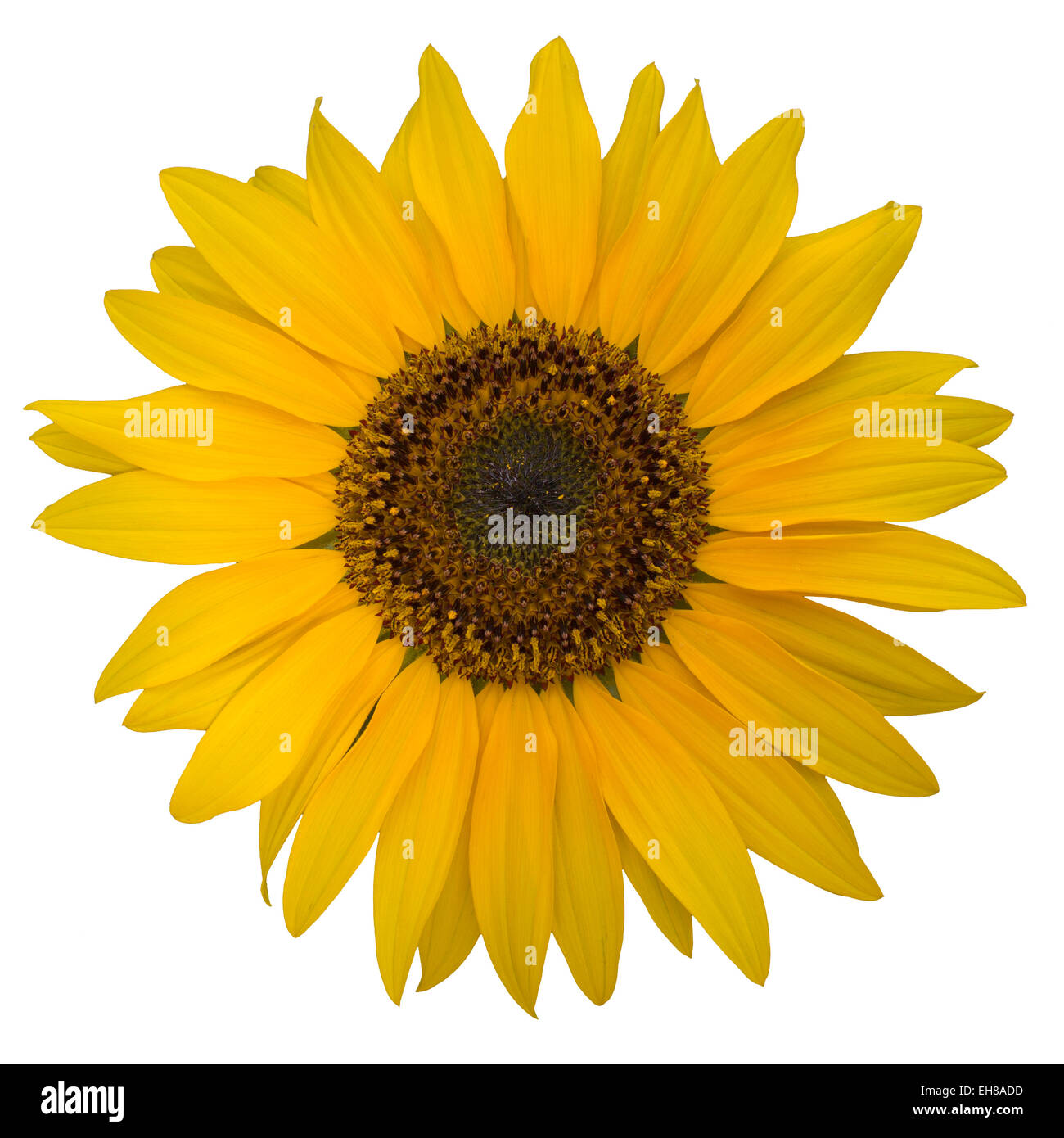 Open bloom Cut Out Stock Images & Pictures - Alamy