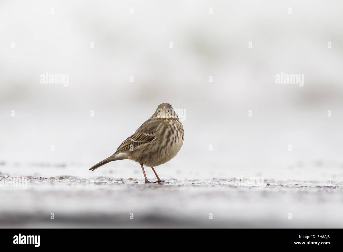 The Eurasian rock pipit (Anthus petrosus) a small passerine bird, which ...