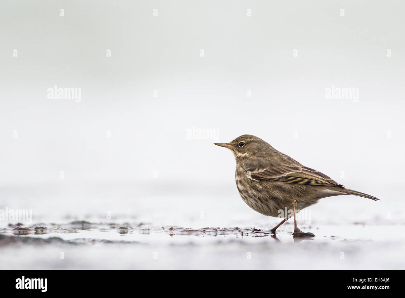 The Eurasian rock pipit (Anthus petrosus) a small passerine bird, which ...