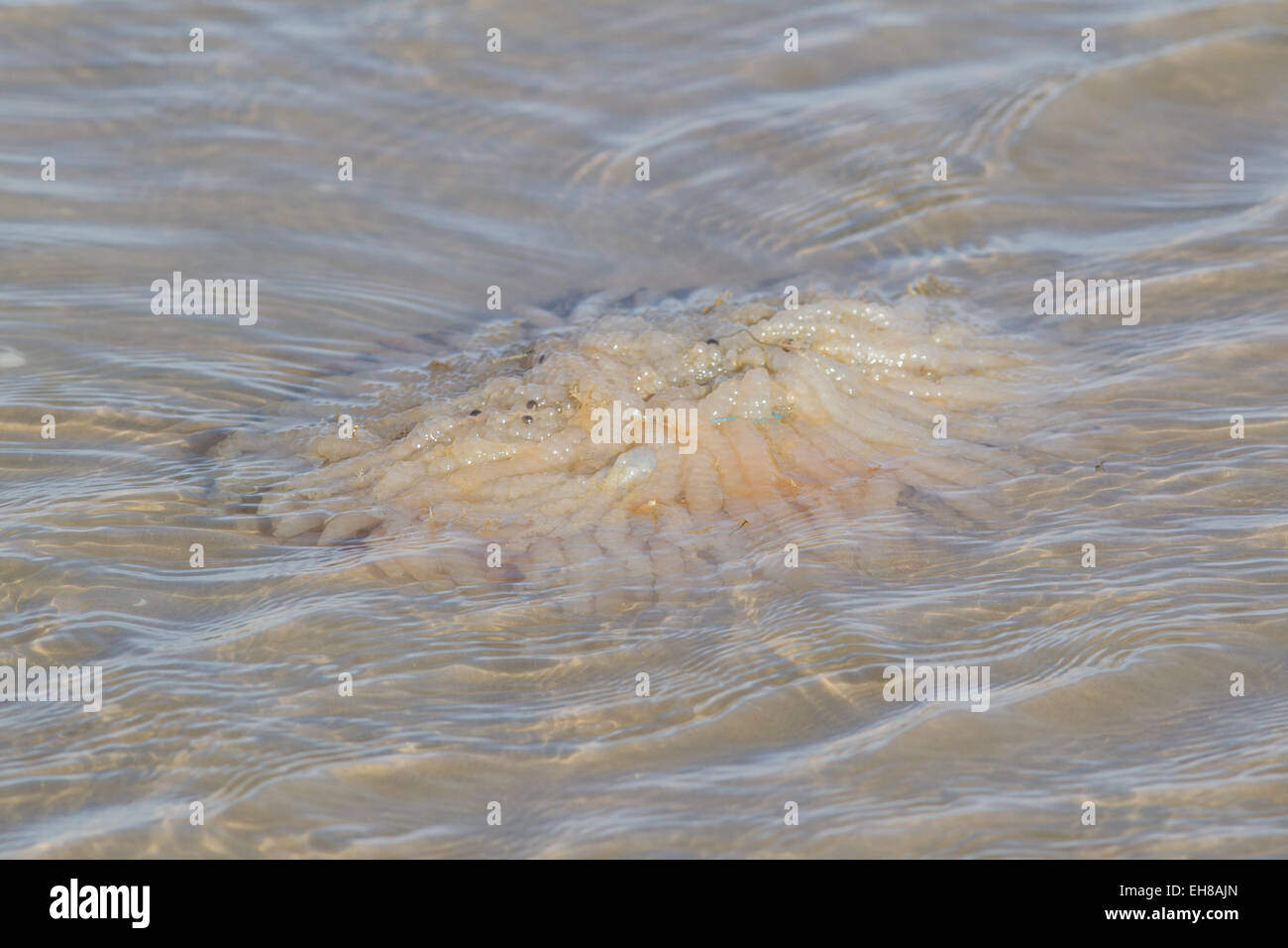 Loligo squid hi-res stock photography and images - Alamy