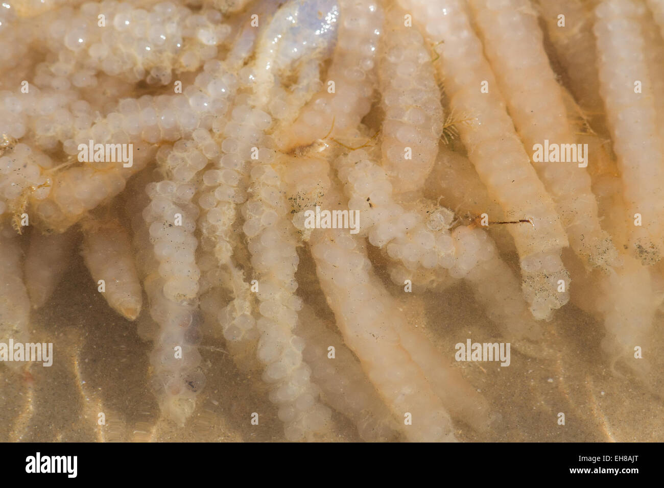 Eggs from the European or Common Squid (Loligo vulgaris) washed up on ...