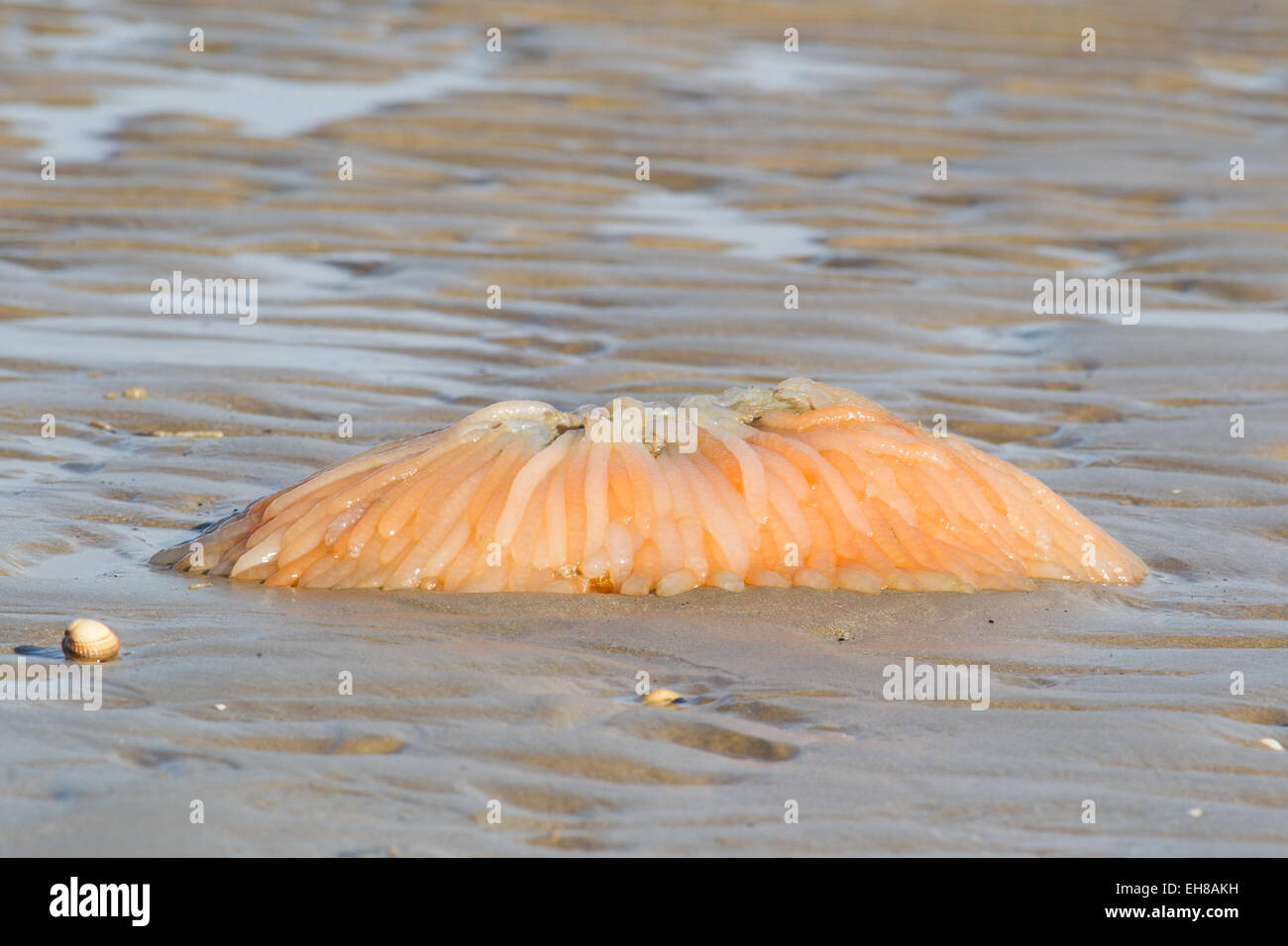 Eggs from the European or Common Squid (Loligo vulgaris) washed up on ...