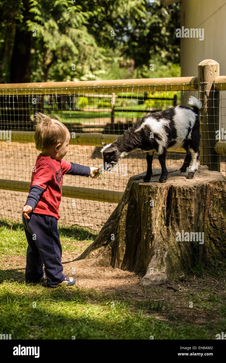 Two pygmy goats hi-res stock photography and images - Alamy