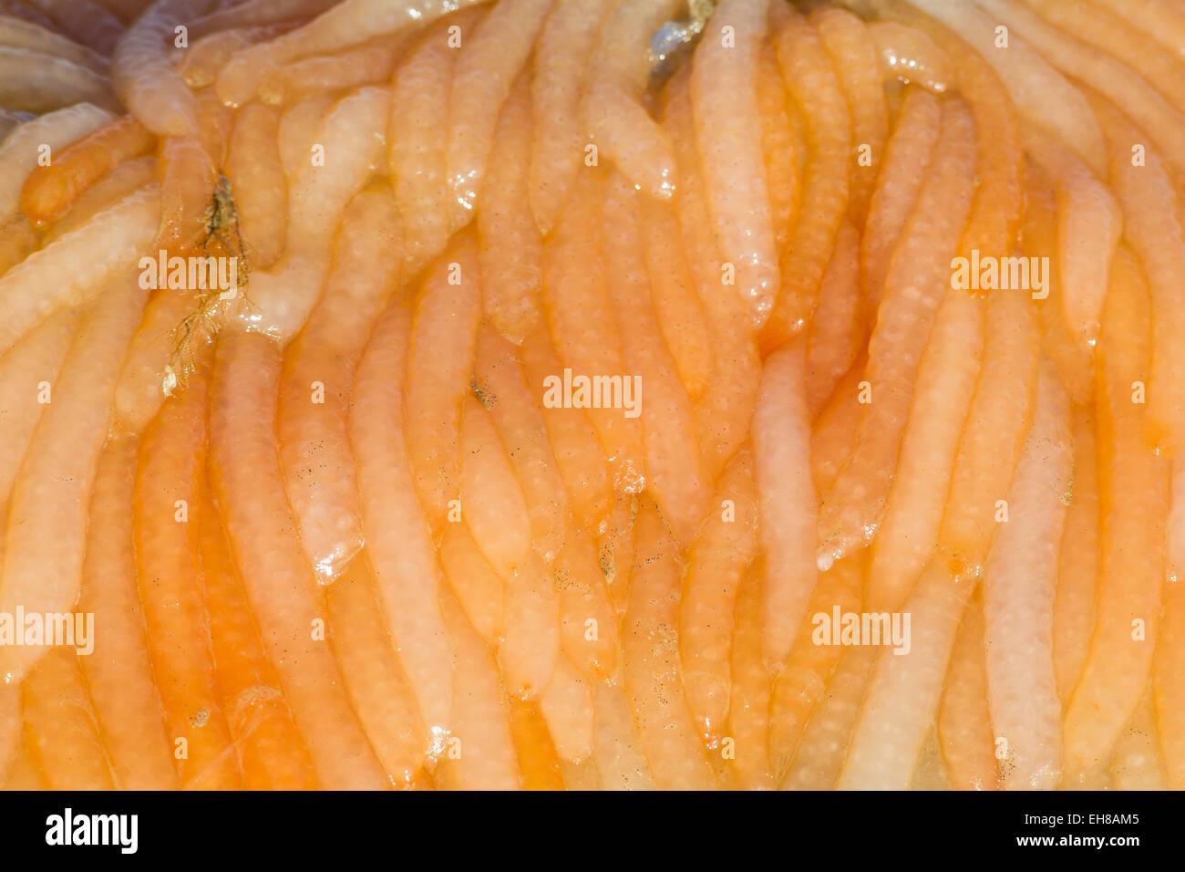 Eggs from the European or Common Squid (Loligo vulgaris) washed up on ...