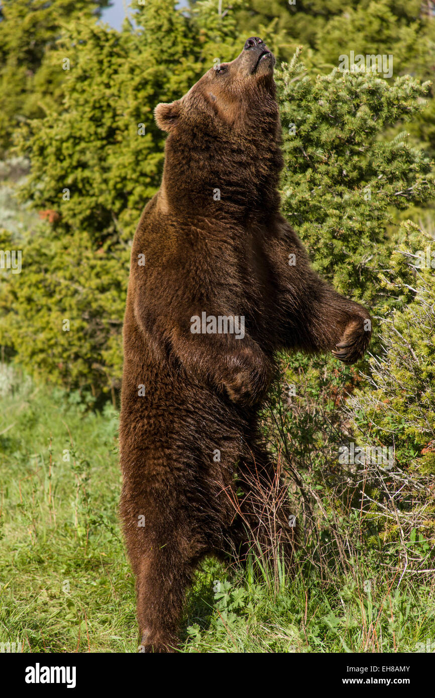 Grizzly Bear Standing Up Grizzly Bear Stock Photo Minden Pictures