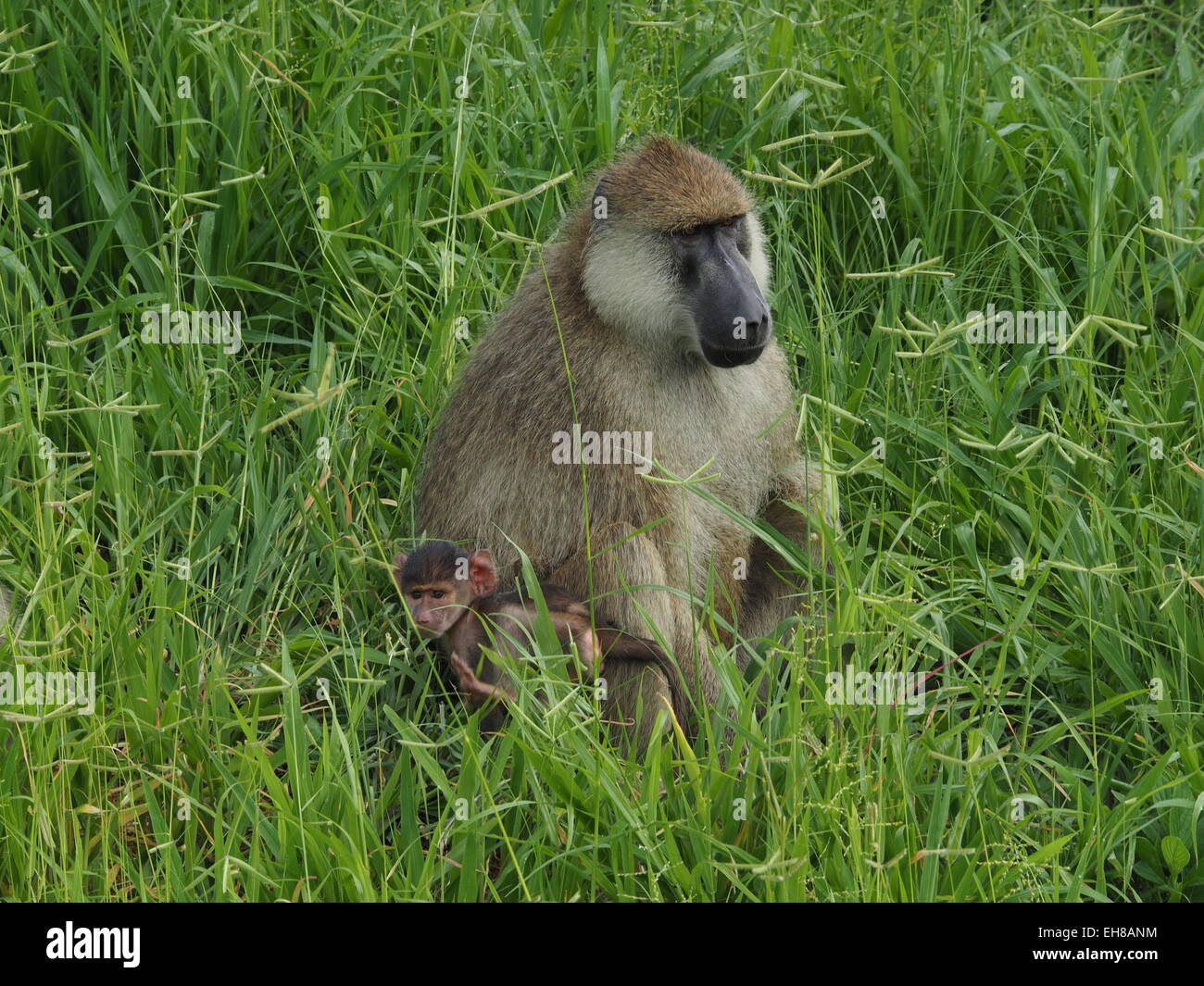 Large male olive baboon (Papio Anubis) sitting patiently in long grass ...