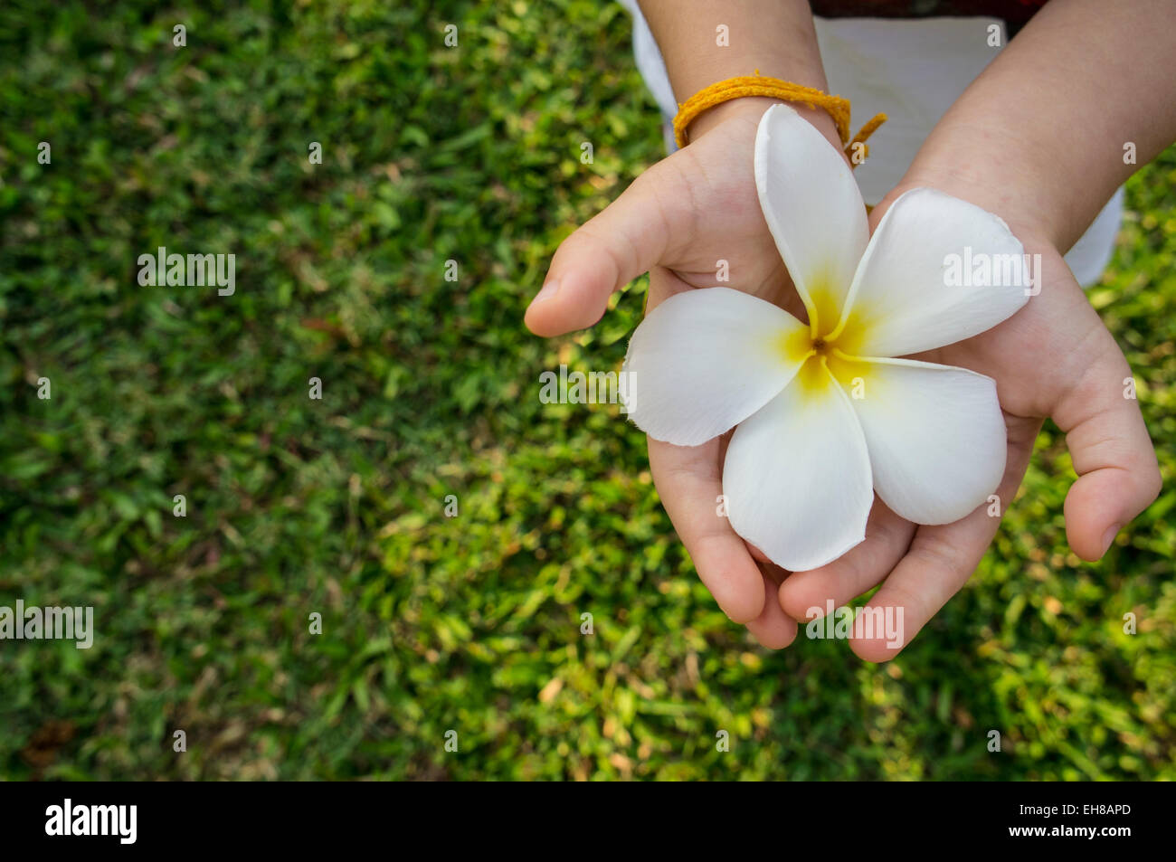 flower holding hand give gift grass children concept Stock Photo - Alamy