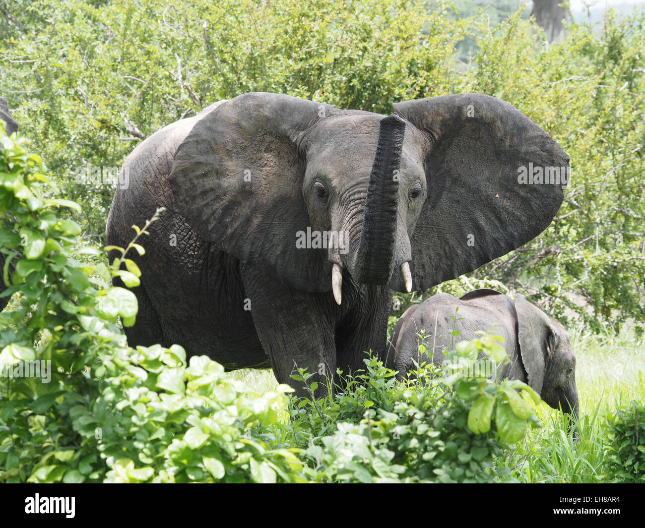 female (cow) African elephant with tusks (Loxodonta Africana) tests the ...