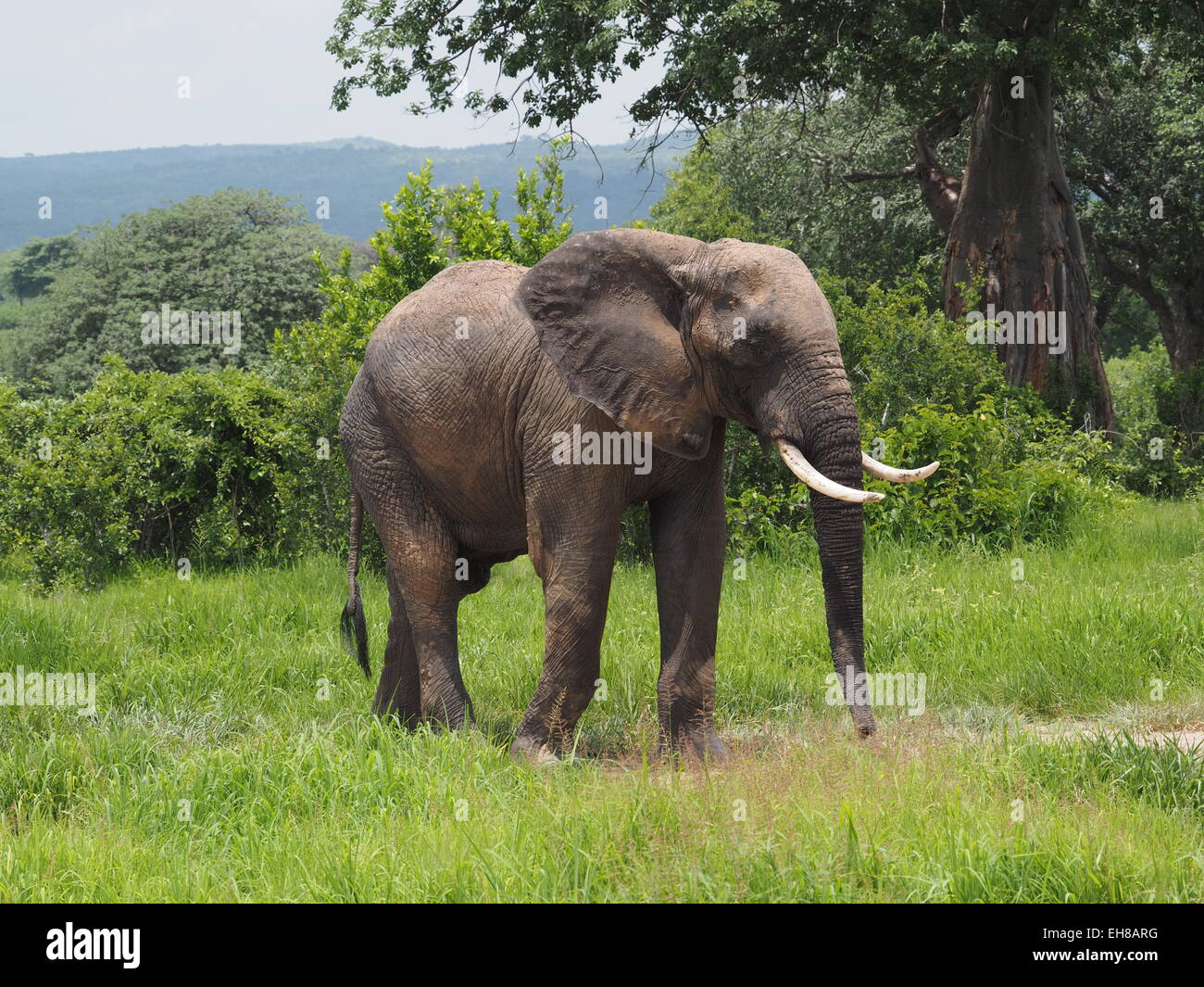 Mature african bull elephant hi-res stock photography and images - Alamy