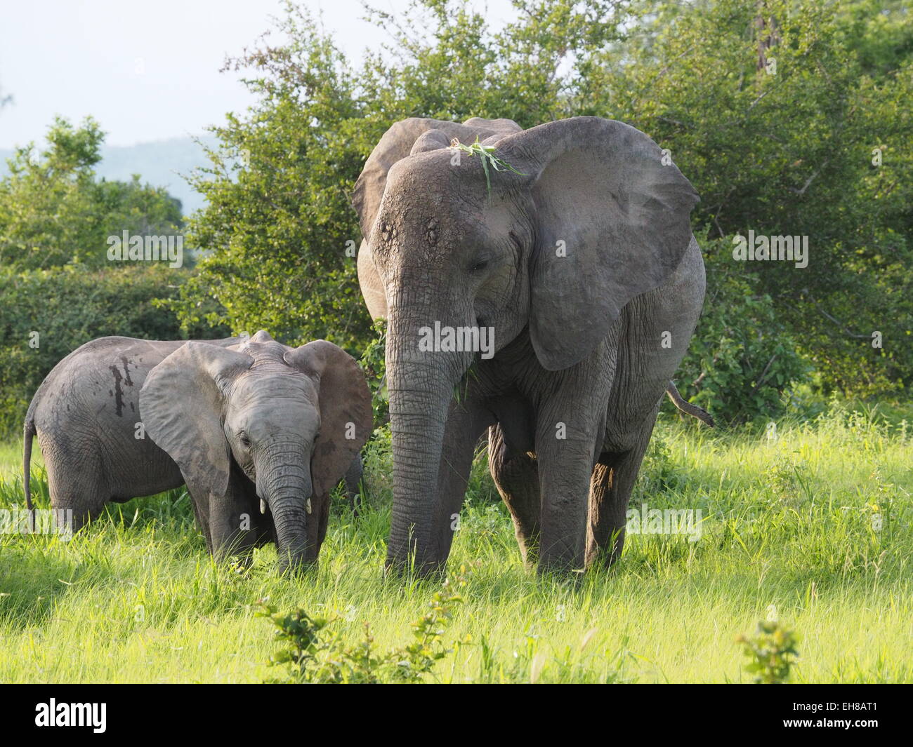 Mud encrusted tuskless cow African elephant (Loxodonta Africana) and ...