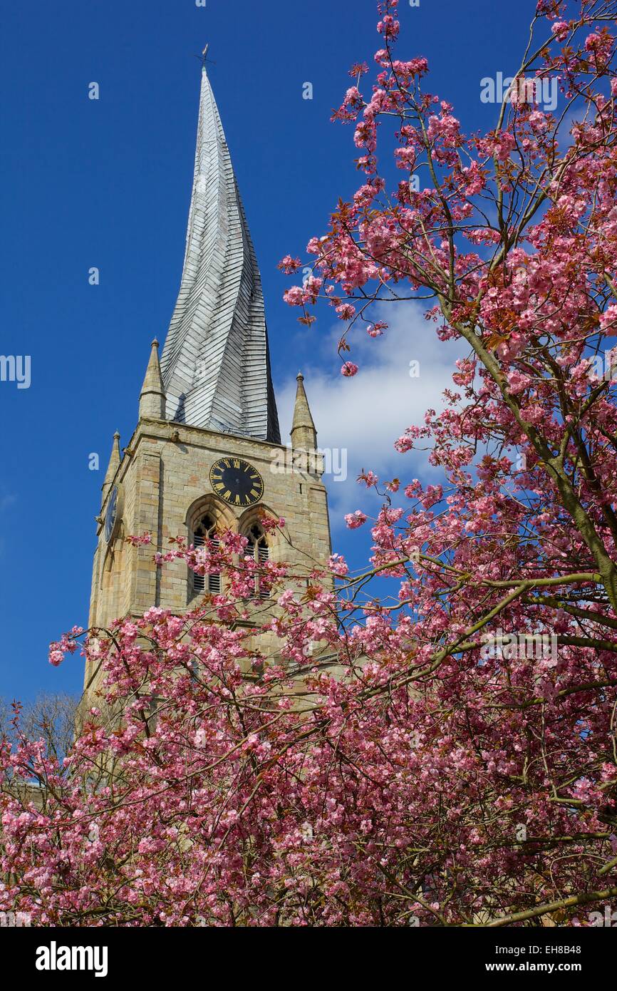 Crooked spire and spring blossom, Chesterfield, Derbyshire, England ...