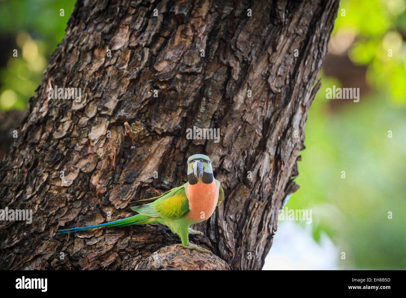 Red-breasted parakeet (Psittacula alexandri) perched outside nesting ...