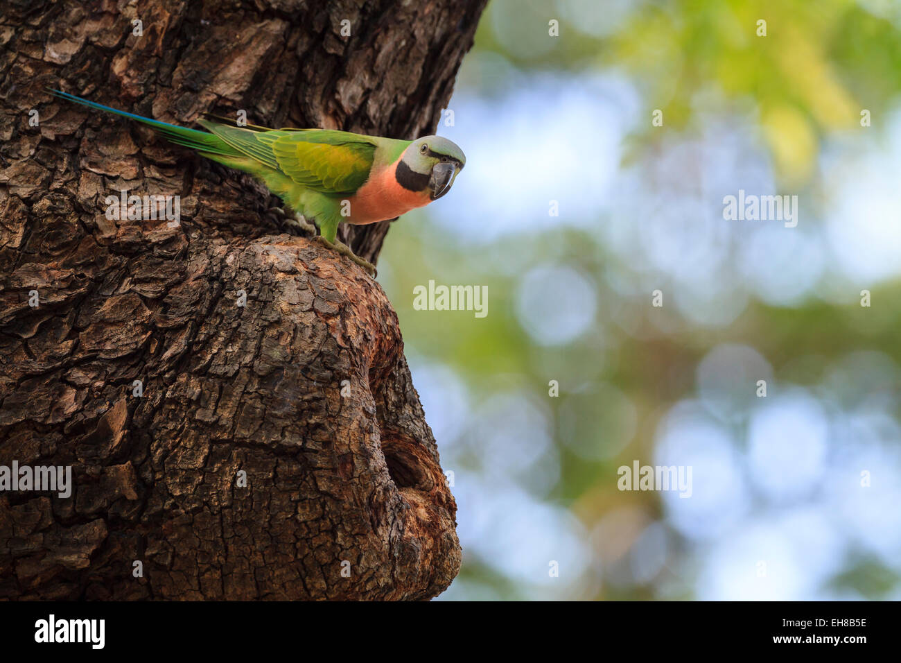 Red-breasted parakeet (Psittacula alexandri) perched outside nesting ...