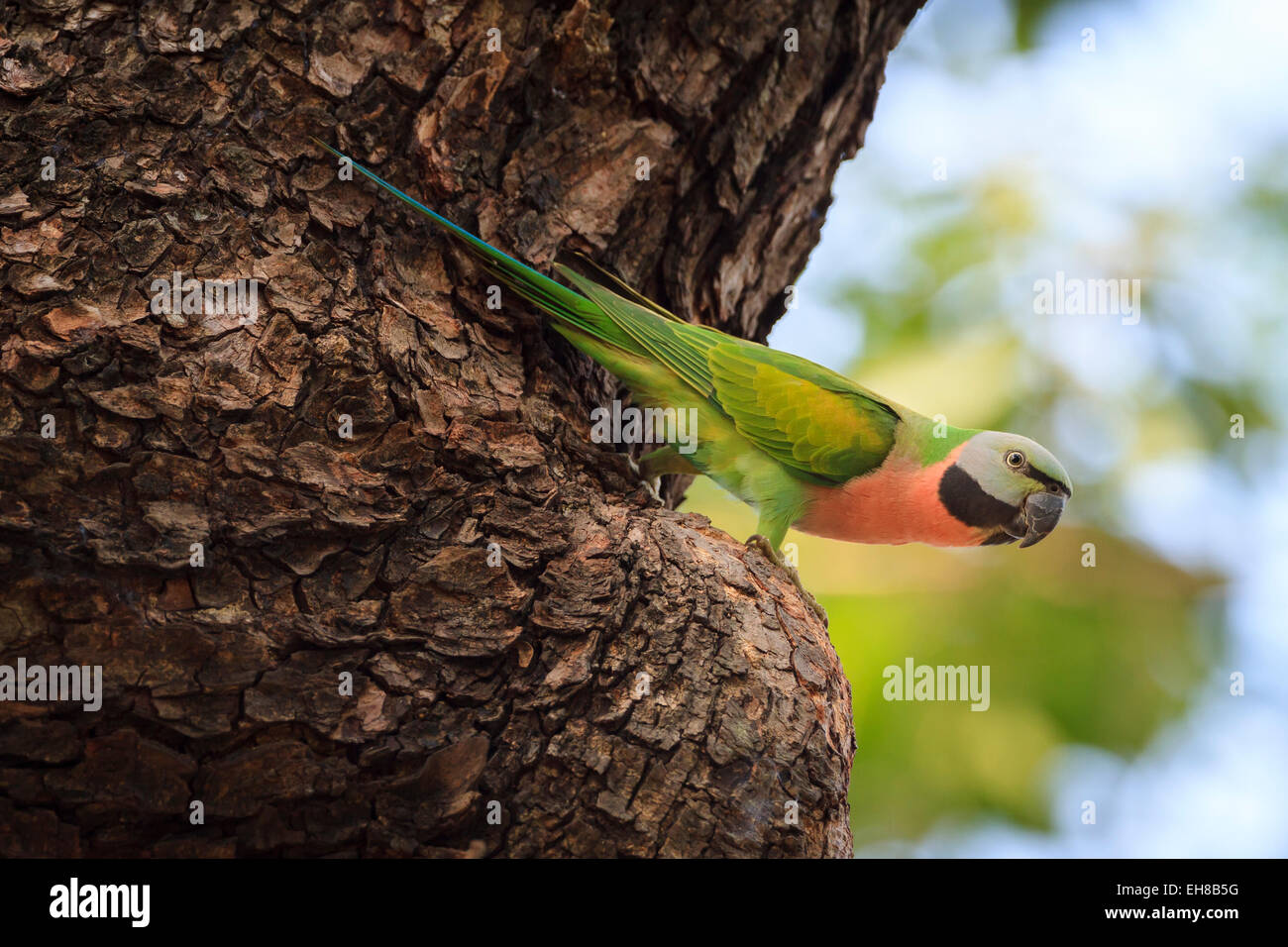 Red-breasted parakeet (Psittacula alexandri) perched outside nesting ...