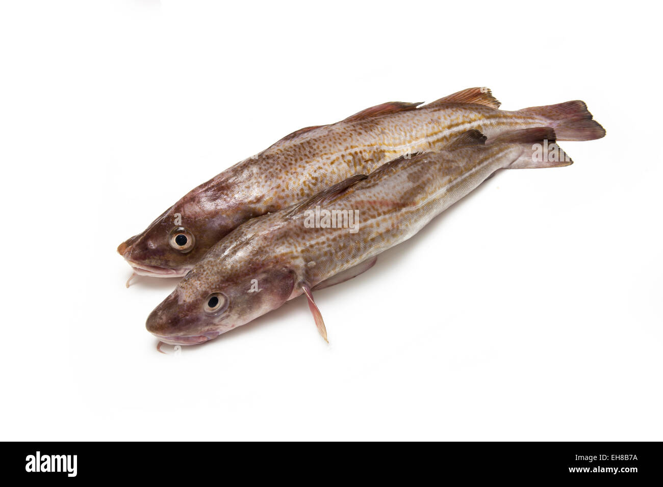 A couple of whole Atlantic cod (Gadus morhua) fish, Isolated on a white ...