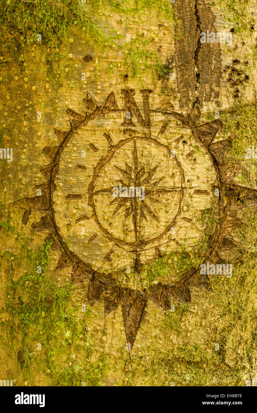 Carving of a compass on a moss-covered tree in Mirrormont County Park ...