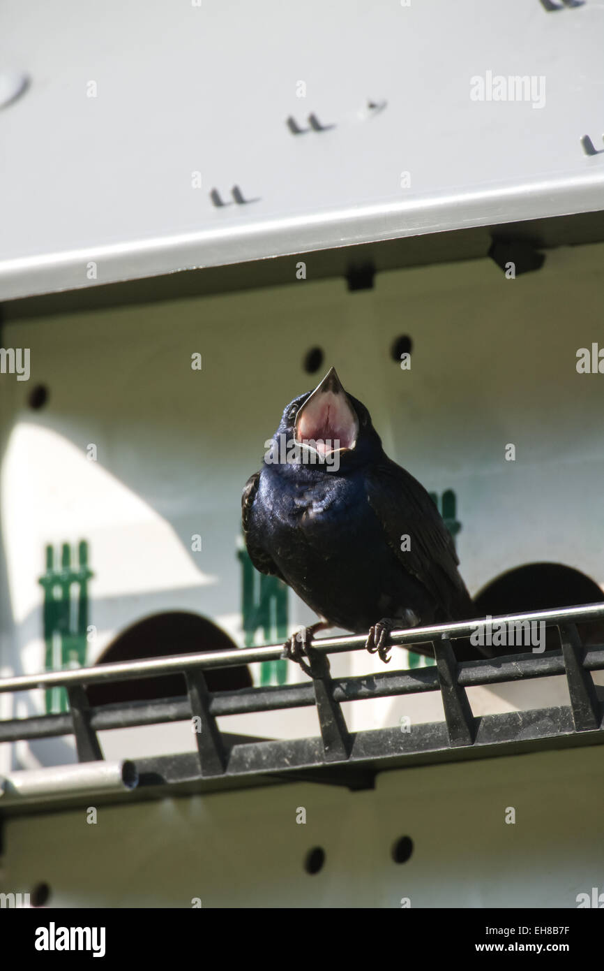 Purple martin birdhouse hi-res stock photography and images - Alamy