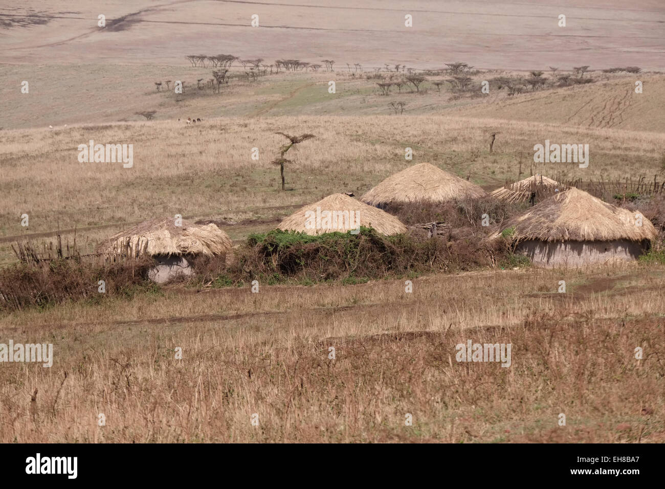 Maasai huts surrounded by Enkang barrier formed by a thick round 'fence ...
