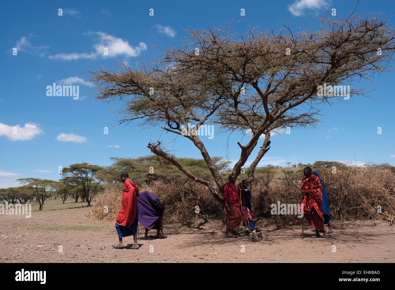 Masai men stand under Umbrella Thorn tree surrounded by Enkang barrier ...