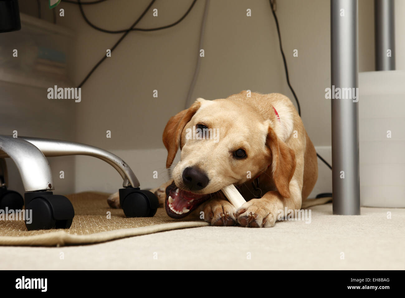 Yellow Labrador Retriever puppy aged 8 months chewing on a plastic ...