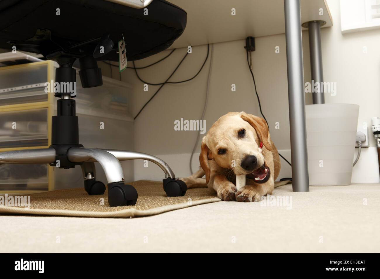 Yellow Labrador Retriever puppy aged 8 months chewing on a plastic ...