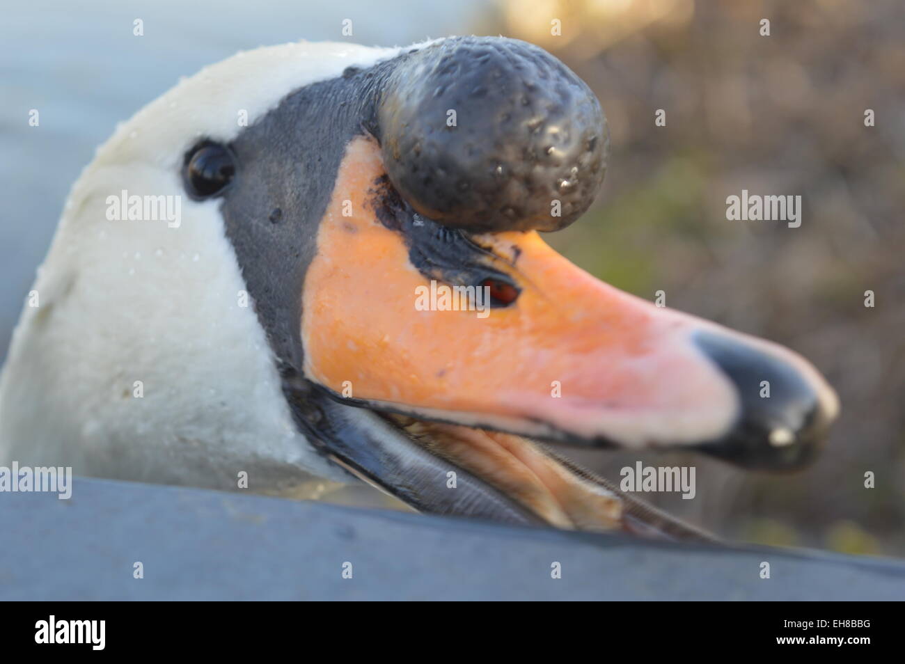Swan eyes hi-res stock photography and images - Alamy